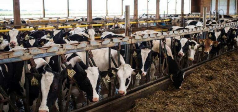 The Pros and Cons of Working in a Cattle Industry