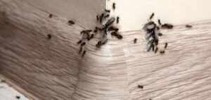 Are You Afraid of Pest Infestation? Top 4 Pests That Are Capable of ...